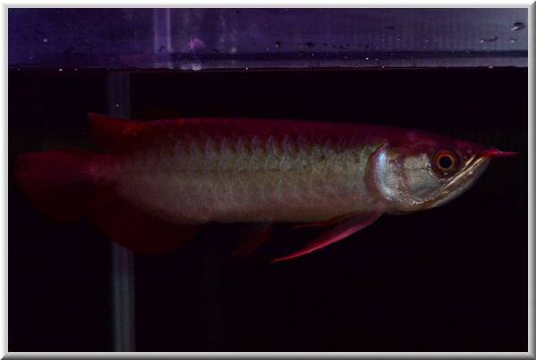 FUDO-RED 火炎龍王 血紅龍から辣椒紅龍になります アロワナ(アロワナ)｜売買されたオークション情報、yahooの商品情報をアーカイブ ...