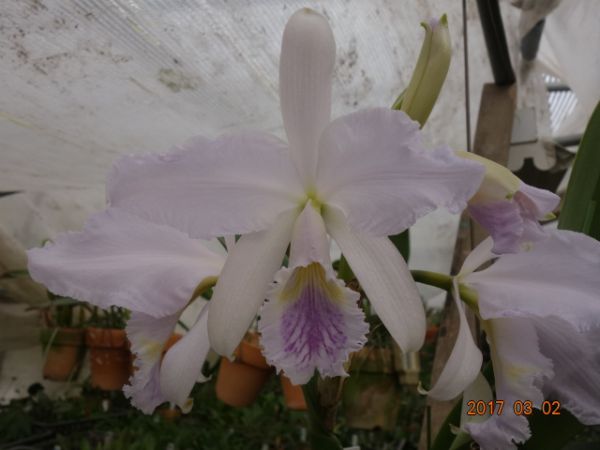 洋蘭カトレア原種 MS-713 C. mossiae coerulea 'Andreina' AM/SVCN OG(ラン)｜売買された ...