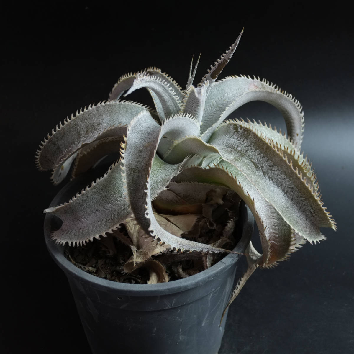 SALE!!!☆ディッキア☆Dyckia marnier-lapostollei from Vichit Thanduan ④｜観葉植物