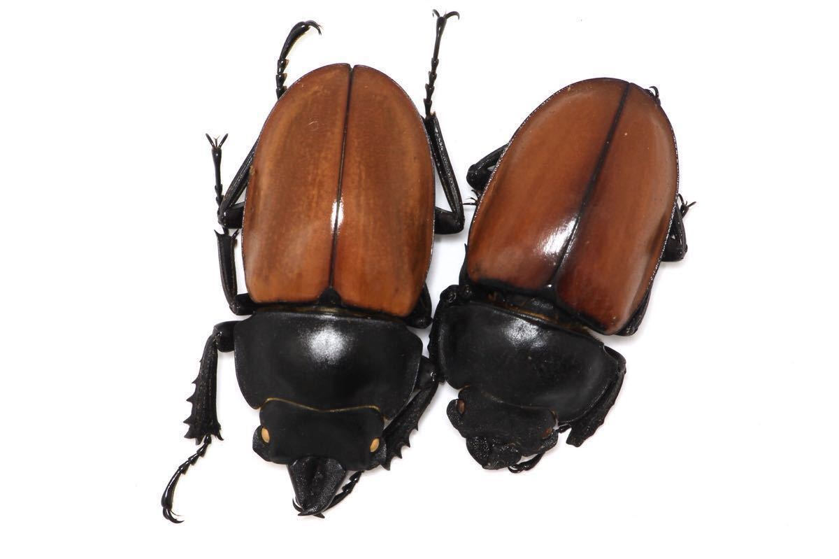 ニティドゥスマルバネクワガタ Neolucanus nitidus 1ペア 昆虫標本(その他)｜売買されたオークション情報、yahooの商品 ...