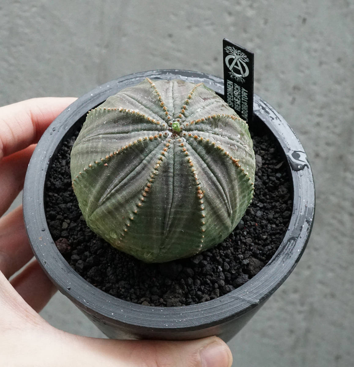 ユーフォルビア シンメトリカ 実生① / Euphorbia obesa ssp. symmetrica オベサ(サボテン)｜売買された ...