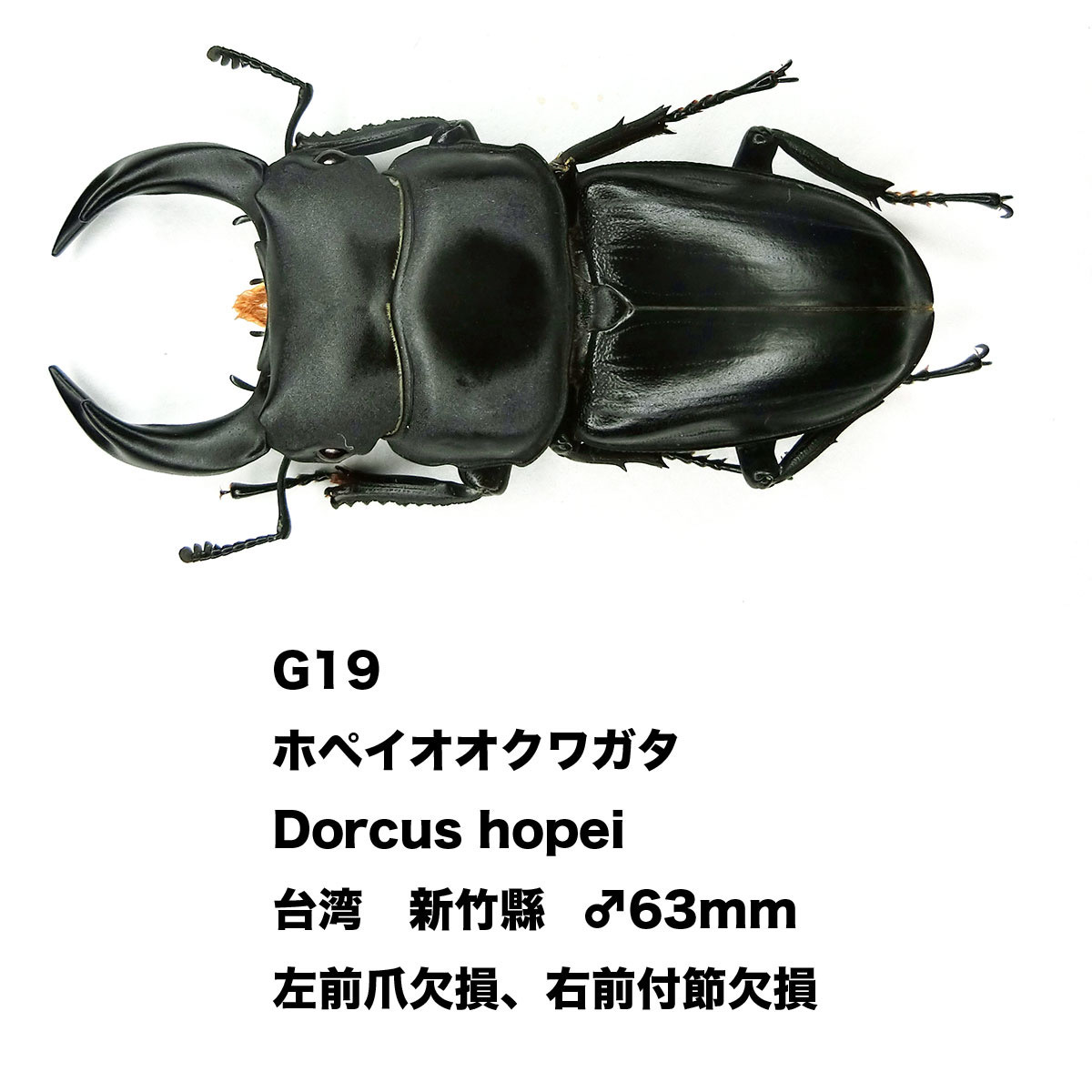 昆虫標本 中国 福建省 ホペイオオクワガタ Dorcus hopei 63mm G-19(虫類)｜売買されたオークション情報、yahooの商品情報をアーカイブ公開 - オークファン ...