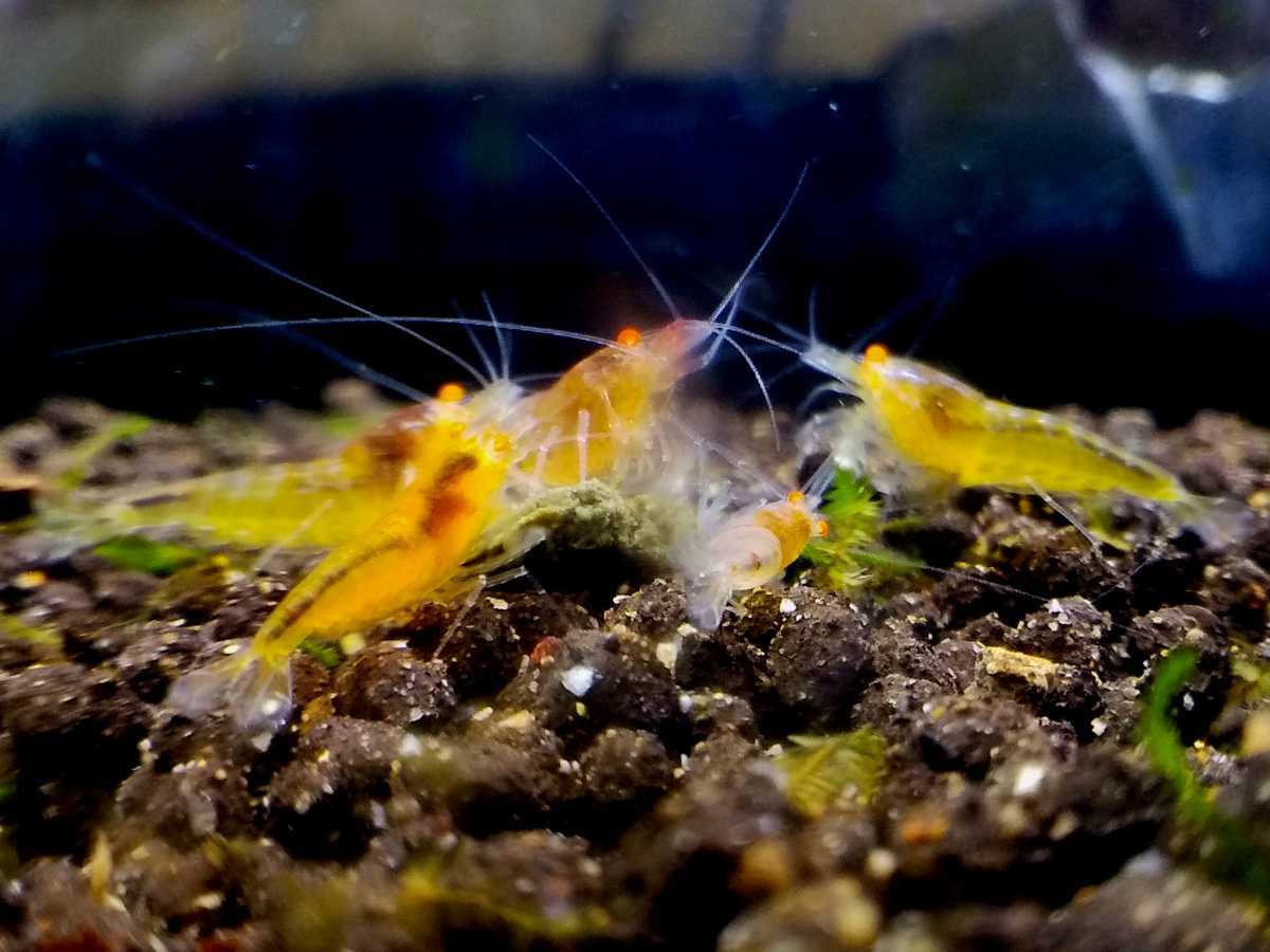 FLAPP CRYSTAL BEAST 5匹セット(ビーシュリンプ)｜売買されたオークション情報、yahooの商品情報をアーカイブ公開 - オークファン（aucfan.com）