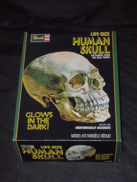 HUMAN SKULL ドクロ スカル 骸骨 人体模型 Revell レベル 模型 プラモデル(生き物)｜売買されたオークション情報 ...