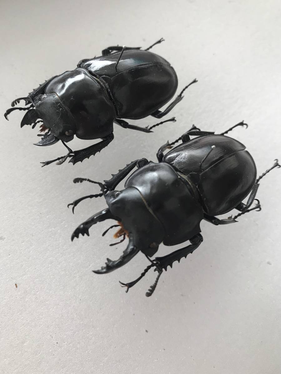 標本 西表島 仲間川林道産 ヤエヤママルバネクワガタ ペア 55mm×49mm(その他)｜売買されたオークション情報、yahooの商品情報をアーカイブ公開 - オークファン（aucfan.com）