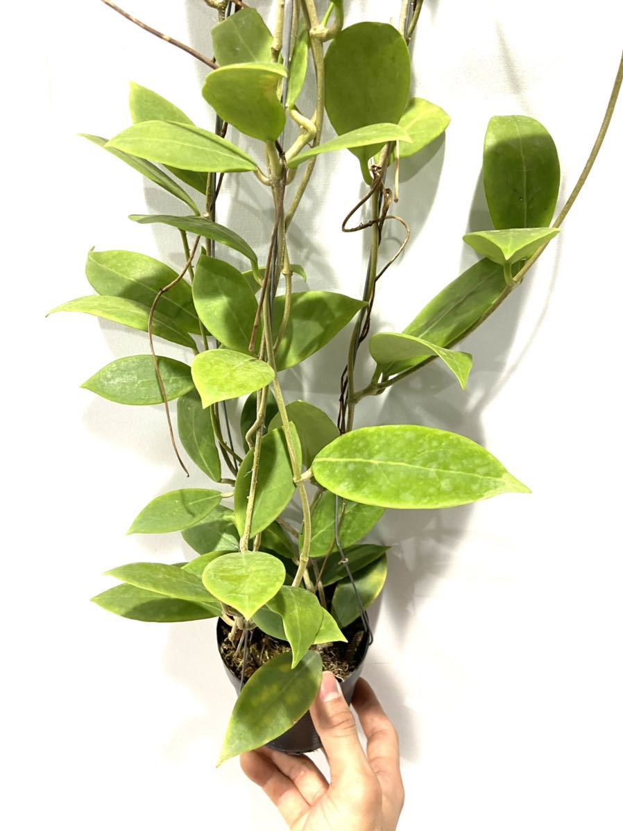 hoya mindorensis lite yellow ホヤ ミンドレンシス ライトイエロー ホヤ 多肉(観葉植物)｜売買されたオークション情報、yahooの商品情報をアーカイブ公開 ...