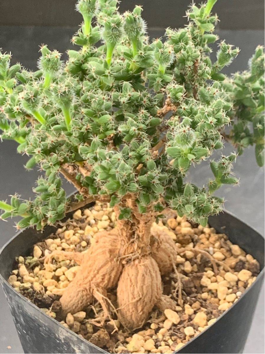 姫紅小松 トリコディアデマ 多肉植物 サボテン 252(サボテン)｜売買されたオークション情報、yahooの商品情報をアーカイブ公開 - オークファン（aucfan.com）