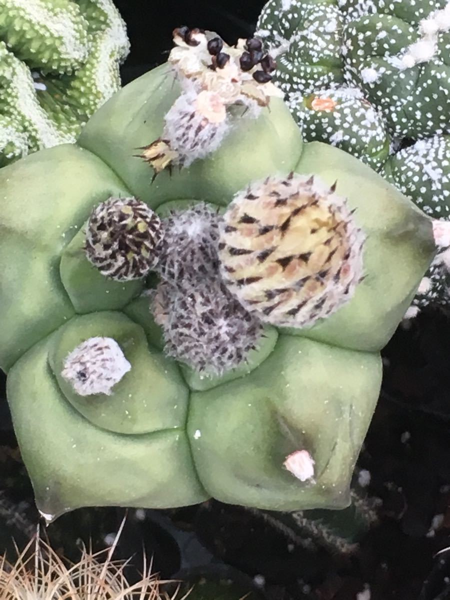 激レア亀甲ヘキランブルー種子20粒 AAA(サボテン)｜売買されたオークション情報、yahooの商品情報をアーカイブ公開 - オークファン（aucfan.com）