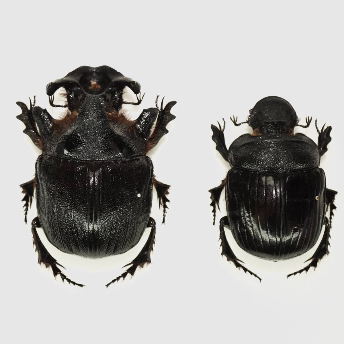 ザンビア産 Heliocopris andersoni♂♀ ♂50mm(虫類)｜売買されたオークション情報、yahooの商品情報をアーカイブ ...