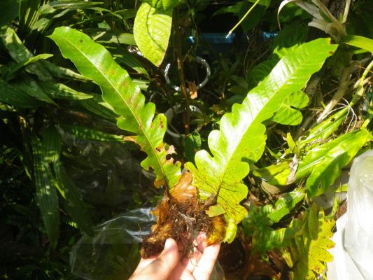 YFK2 シダ Aglaomorpha splendens -2(観葉植物)｜売買されたオークション情報、yahooの商品情報をアーカイブ公開 ...