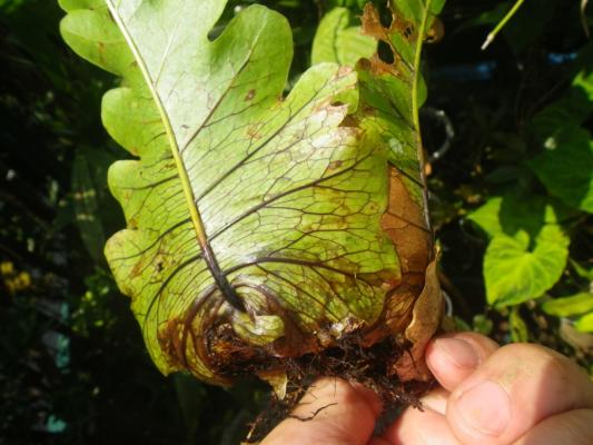 YFK2 シダ Aglaomorpha splendens -2(観葉植物)｜売買されたオークション情報、yahooの商品情報をアーカイブ公開 ...