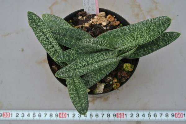 セレクトパフィオ Paph.Fumi's Delight micranthum`Super Cool No.2'×armeniacum ...