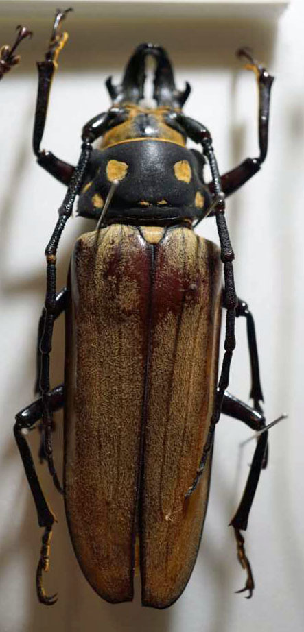極珍 524-36 北朝鮮産 ウスリーオオカミキリ Callipogon relictus 体長約100.4mm 現状特価(その他)｜売買され ...