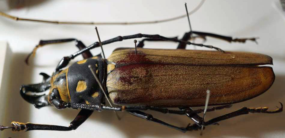 極珍 524-36 北朝鮮産 ウスリーオオカミキリ Callipogon relictus 体長約100.4mm 現状特価(その他)｜売買され ...