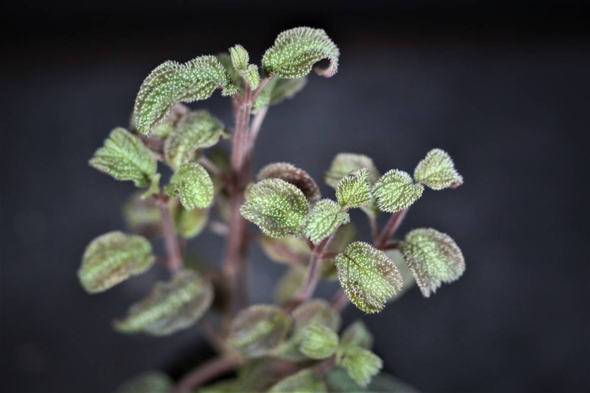 初オク ソネリア sp. ピッサヌローク Sonerila sp.Phitsanulok from Thailand T.K240819-1 TK便(その他)｜売買されたオークション情報 ...