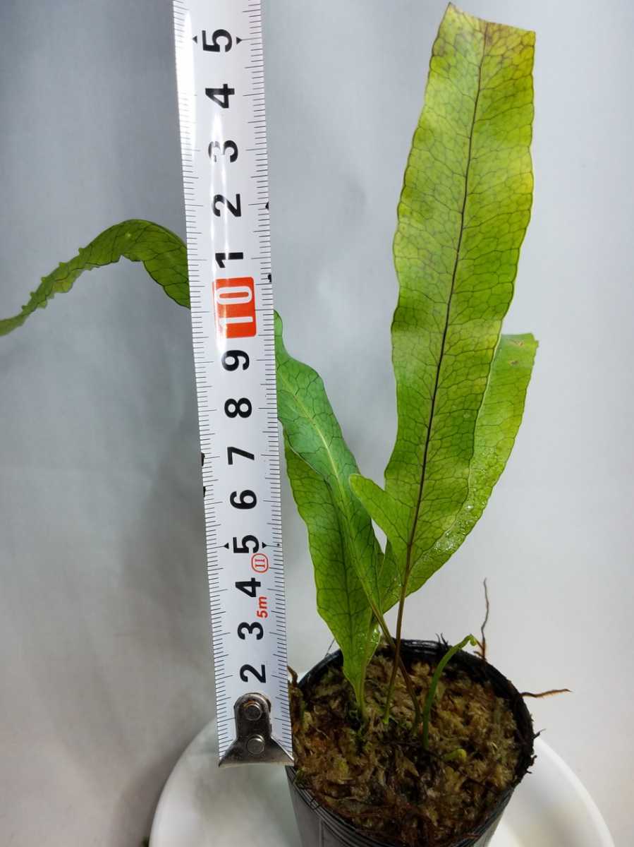 microsorum membranifolium 謎のミクロソラム 胞子培養株 着生シダ 第四種郵便300円(その他)｜売買された ...