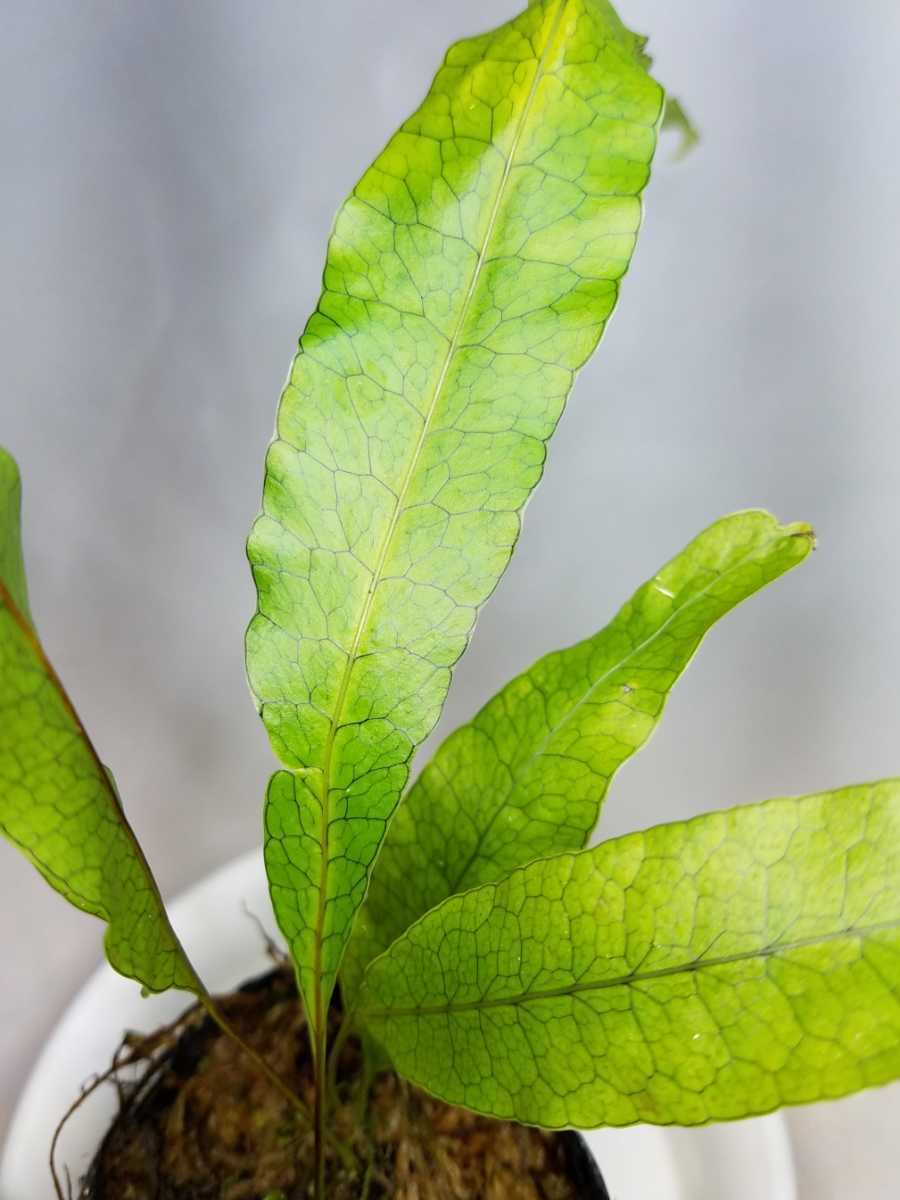 microsorum membranifolium 謎のミクロソラム 胞子培養株 着生シダ 第四種郵便300円(その他)｜売買された ...