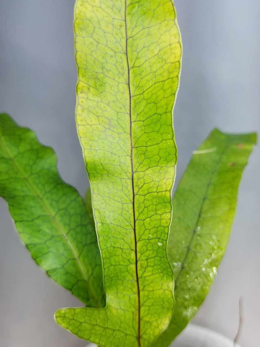 microsorum membranifolium 謎のミクロソラム 胞子培養株 着生シダ 第四種郵便300円(その他)｜売買された ...