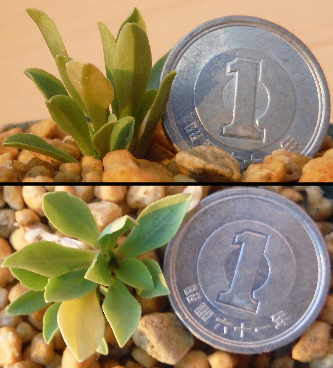 種子 アルパイン プリムローズ エルパソ群 海抜4 116m産 Primula angustifolia 5粒/超矮性/高山植物(種)｜売買さ ...