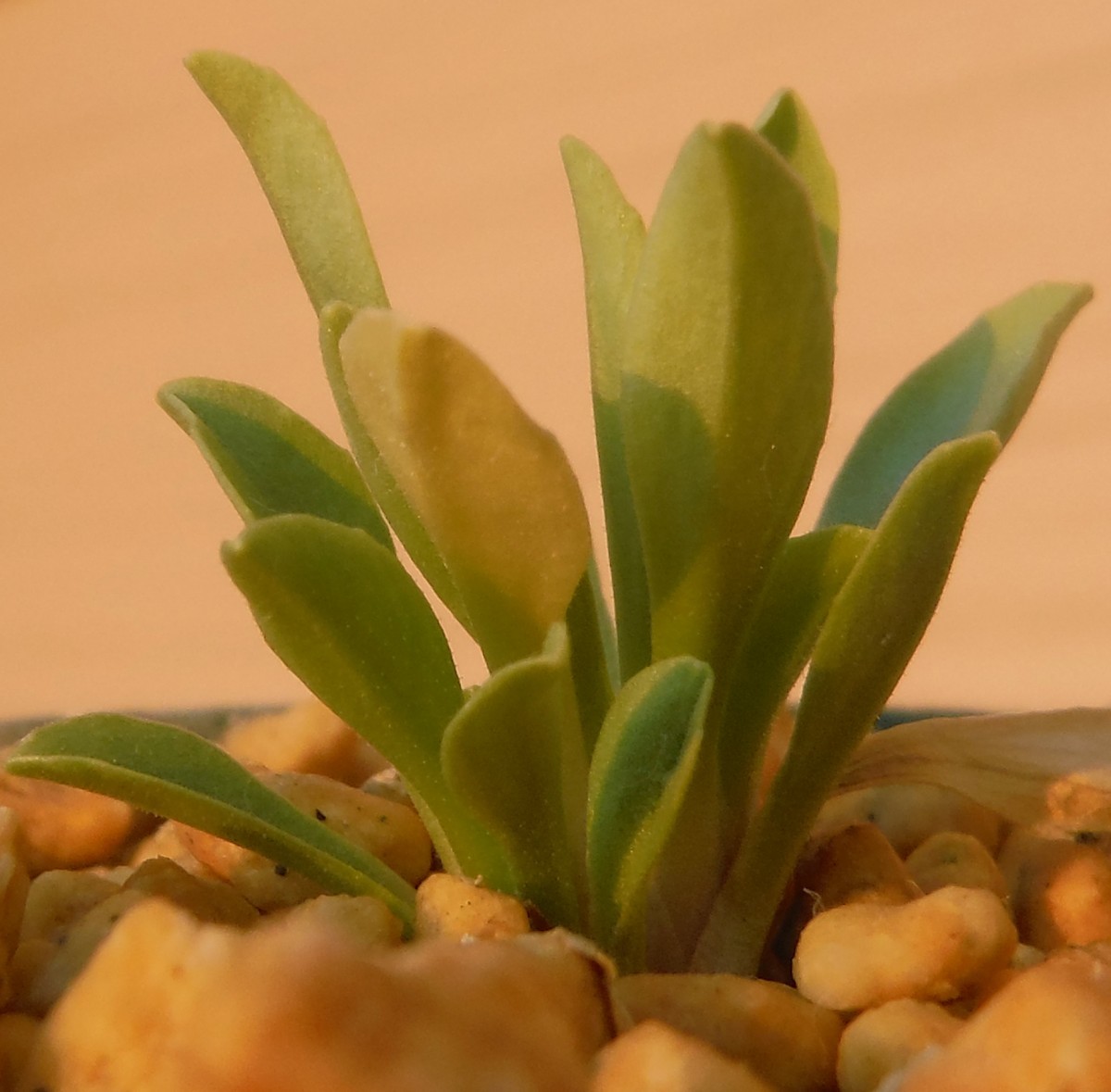 種子 アルパイン プリムローズ エルパソ群 海抜4 116m産 Primula angustifolia 5粒/超矮性/高山植物(種)｜売買さ ...