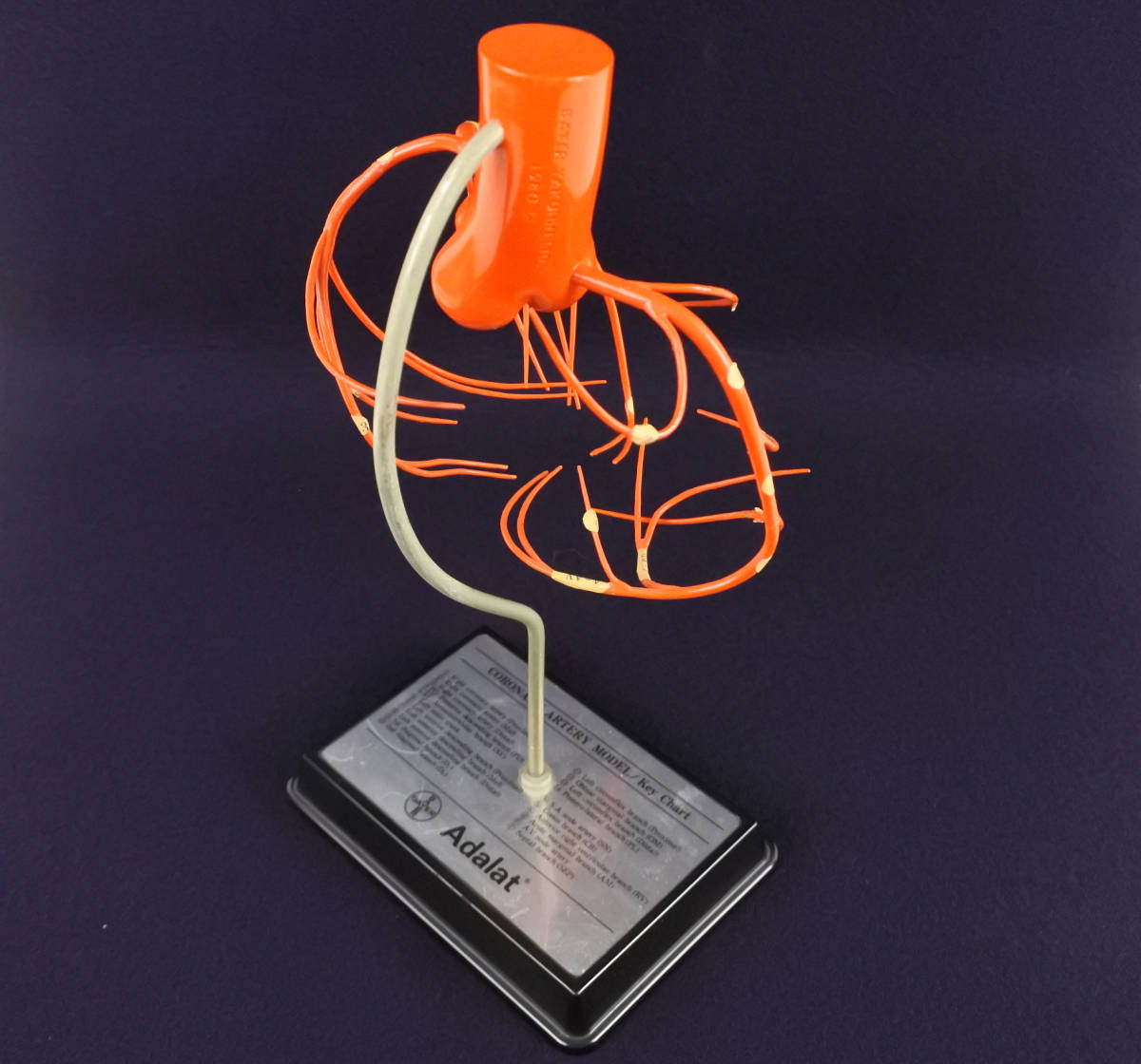 Adalat BAYER バイエル kyoto KAGAKU 冠動脈 模型 心臓 血管 薬品 京都化学 レア(オブジェ)｜売買された ...