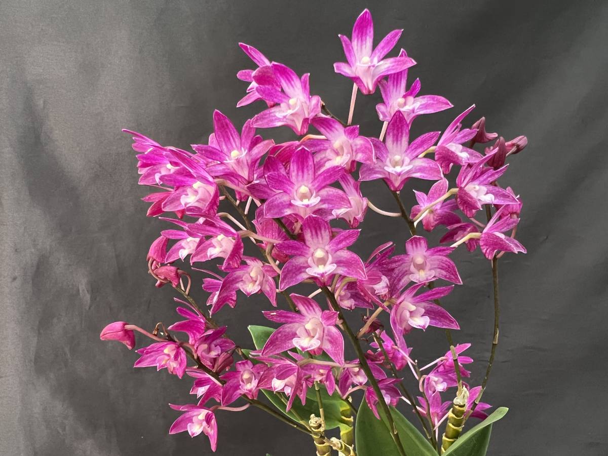 洋蘭 交配種 デンドロビウム属 Den.Benizuru Treasure 'Benisuzume' キンギアナム系濃色優良個体 開花中 第四 ...