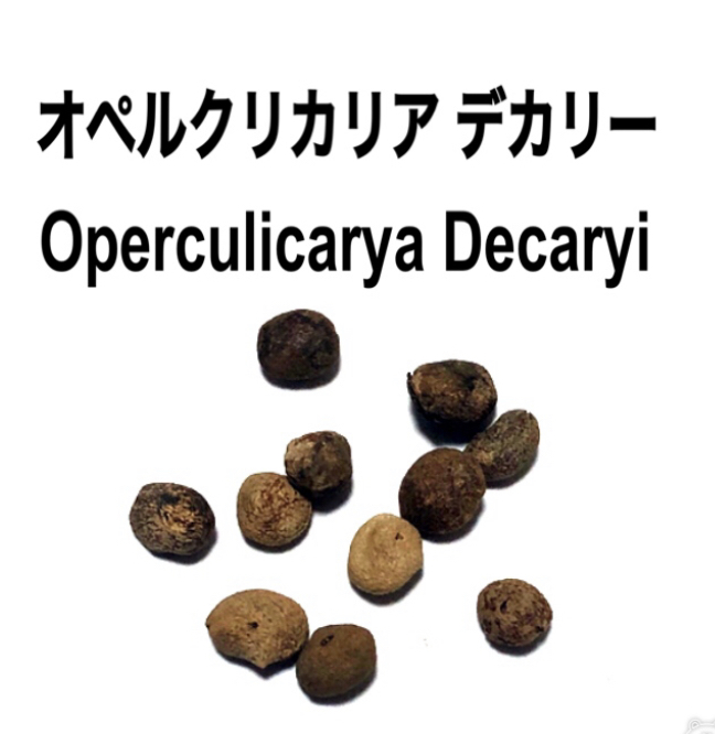 オペルクリカリア デカリー Operculicarya decaryi 種 タネ 種子 seeds 10粒(鉢植え)｜売買されたオークション情報、yahooの商品情報をアーカイブ公開 ...