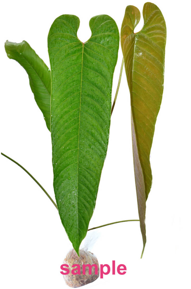 アンスリウム トレムラム アンディナム | Anthurium tremulum andinum | アロカシア モンステラ フィロデンドロン ...