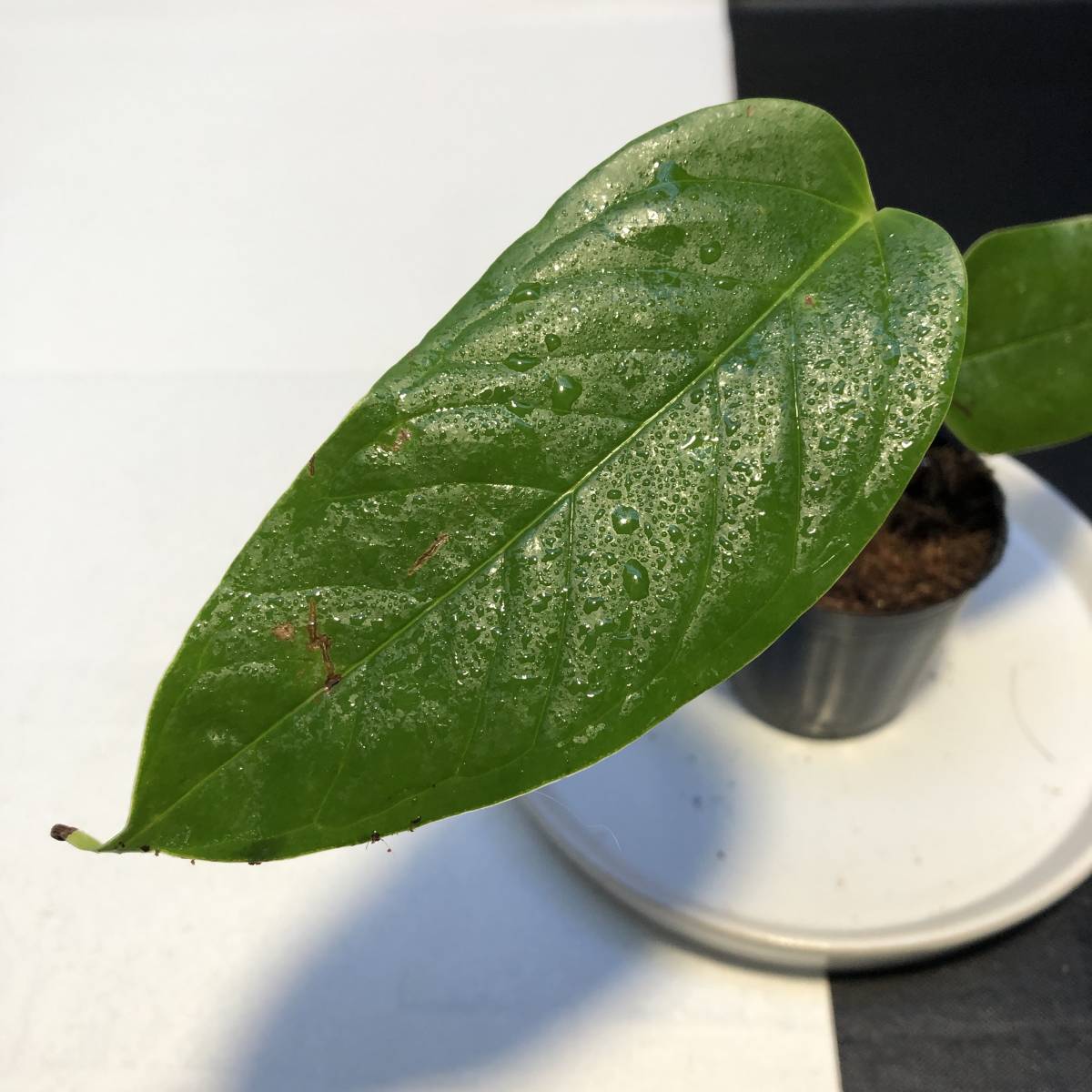 アンスリウム トレムラム アンディナム | Anthurium tremulum andinum | アロカシア モンステラ フィロデンドロン ...