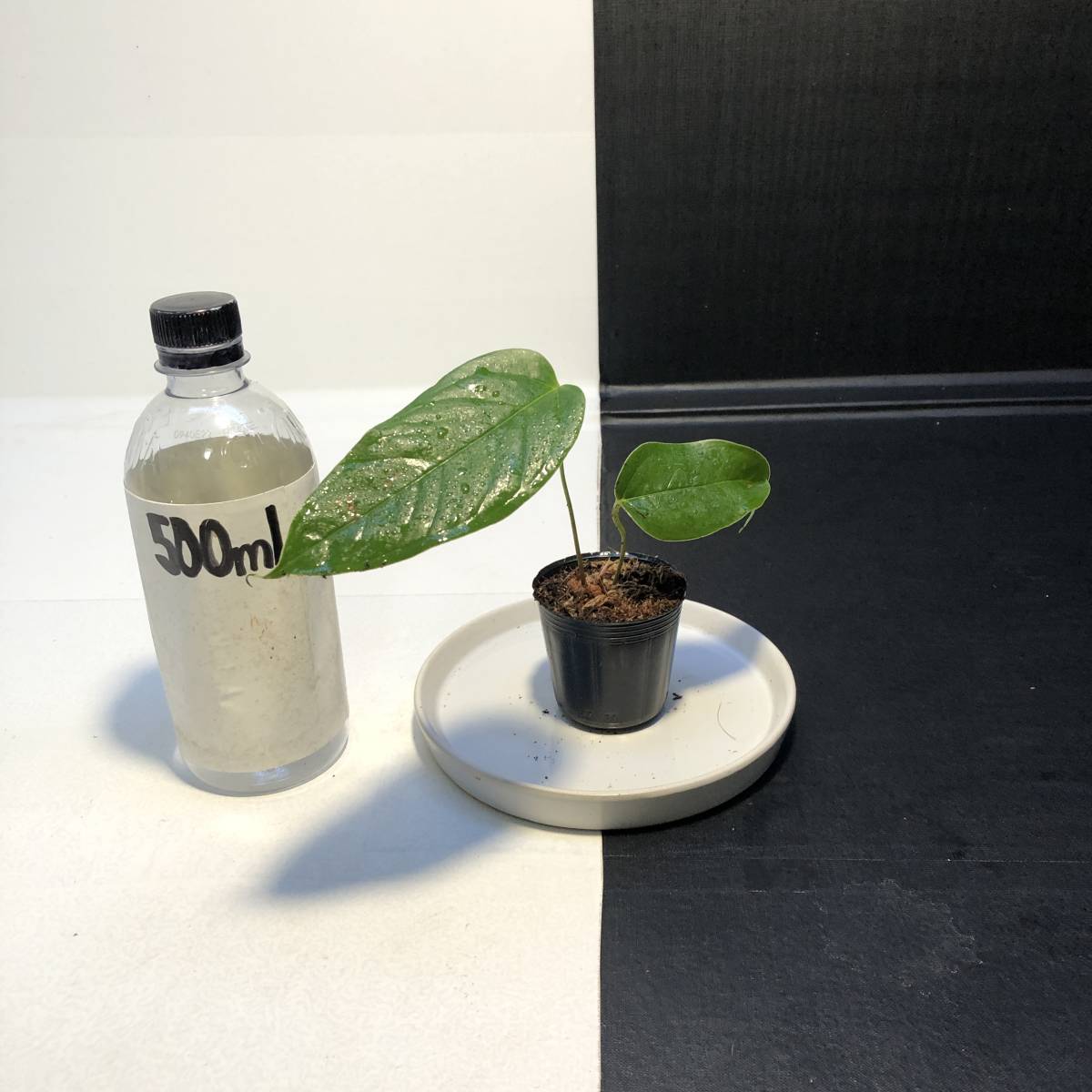アンスリウム トレムラム アンディナム | Anthurium tremulum andinum | アロカシア モンステラ フィロデンドロン ...
