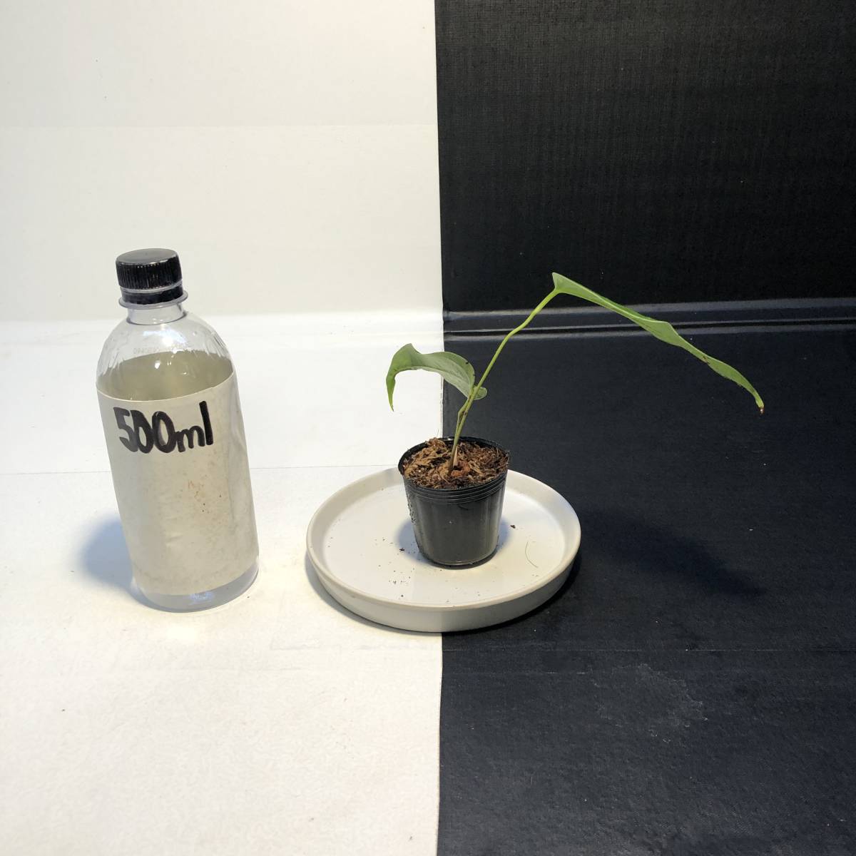 アンスリウム トレムラム アンディナム | Anthurium tremulum andinum | アロカシア モンステラ フィロデンドロン ...