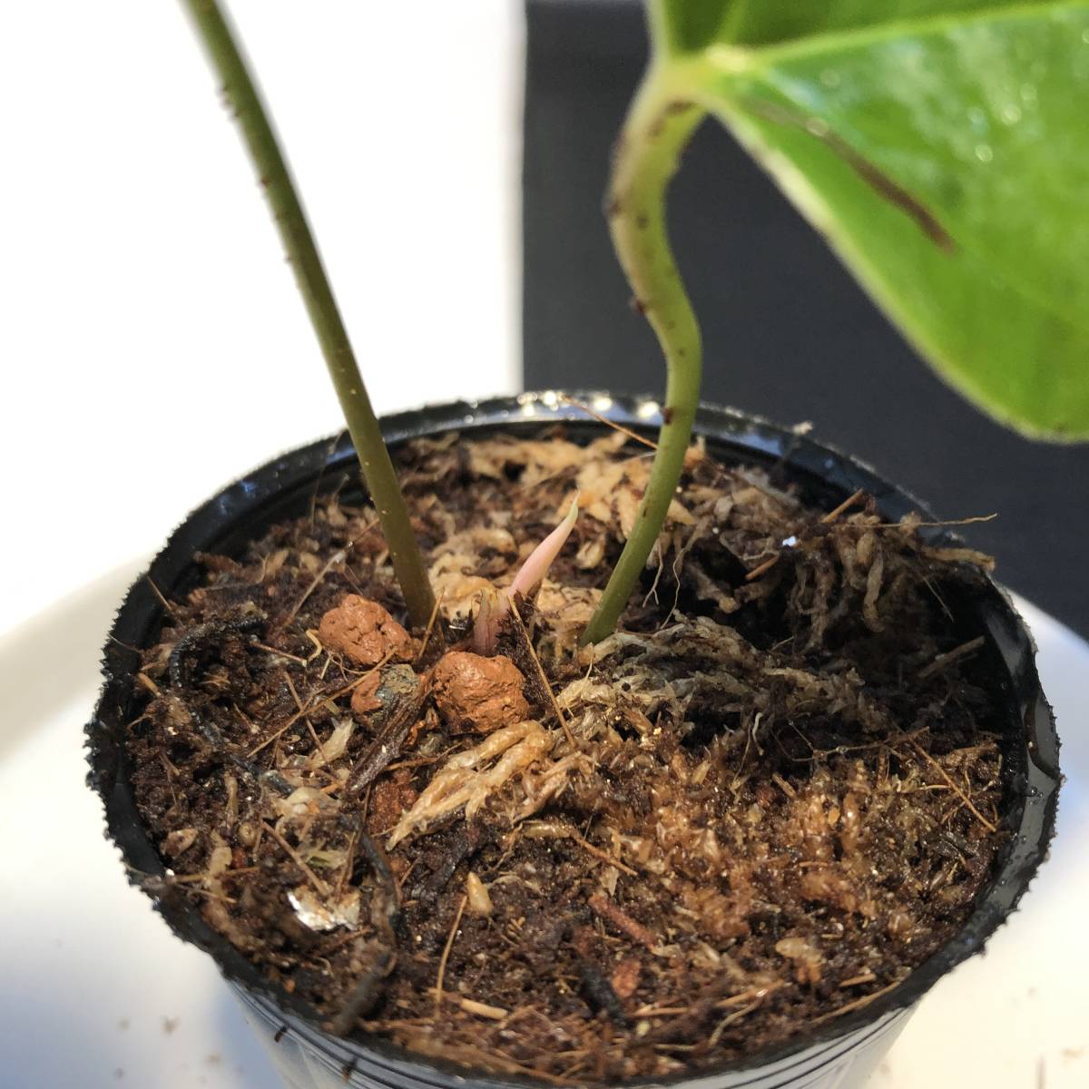 アンスリウム トレムラム アンディナム | Anthurium tremulum andinum | アロカシア モンステラ フィロデンドロン ...