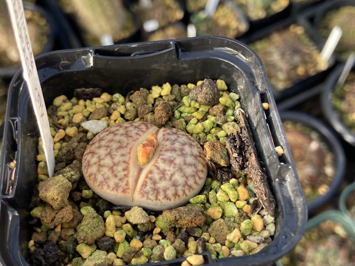 メセン リトープス Lithops gracilidelineata ssp. brandbergensis C394(サボテン)｜売買された ...