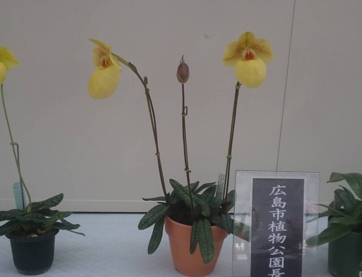 洋蘭パフィオ Paph Fumi's Delight フミズデライト(ラン)｜売買されたオークション情報、yahooの商品情報をアーカイブ公開 ...