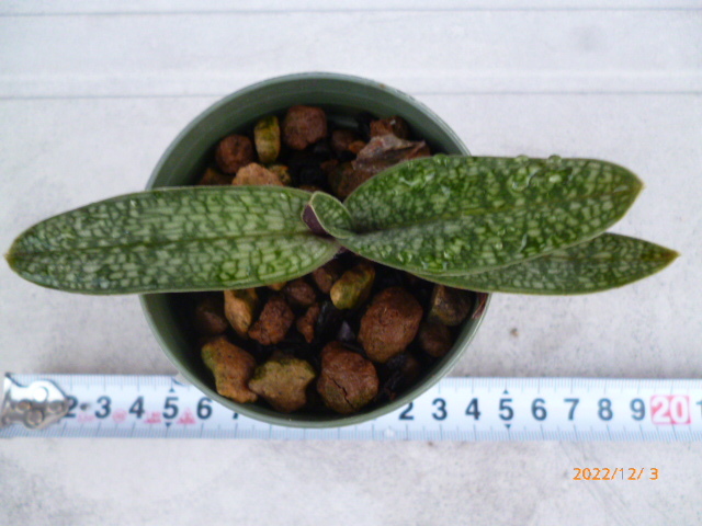 洋蘭パフィオ Paph Fumi's Delight フミズデライト(ラン)｜売買されたオークション情報、yahooの商品情報をアーカイブ公開 ...