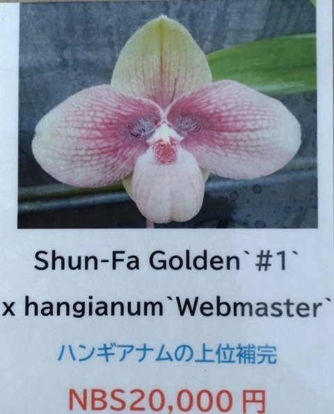 北軽ガーデン パフィオ Paph.Shun-Fa Golden x hangianum パービ系 ハンギアナム系 最 種 優秀品種(ラン ...