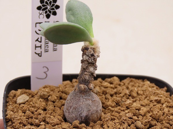 pygmaea ピグマエア 3 2022年9月輸入 多肉植物 Othonna オトンナ(サボテン)｜売買されたオークション情報、yahooの ...