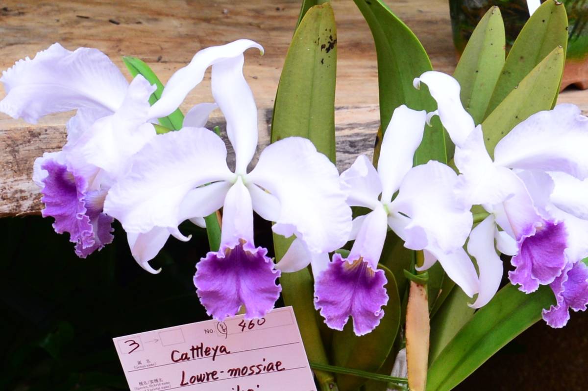 M-2 C. Lawre-Mossiae C. mossiae coerulea 'Mei' HCC/JOS x C. lawrenceana ...