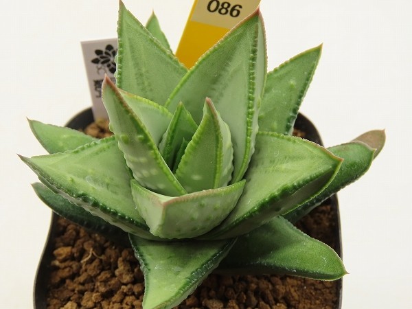 Y086 hallii ハリー 銀角 ヤマト運輸 多肉植物 Haworthia ハオルチア ハオルシア(サボテン)｜売買されたオークション情報 ...