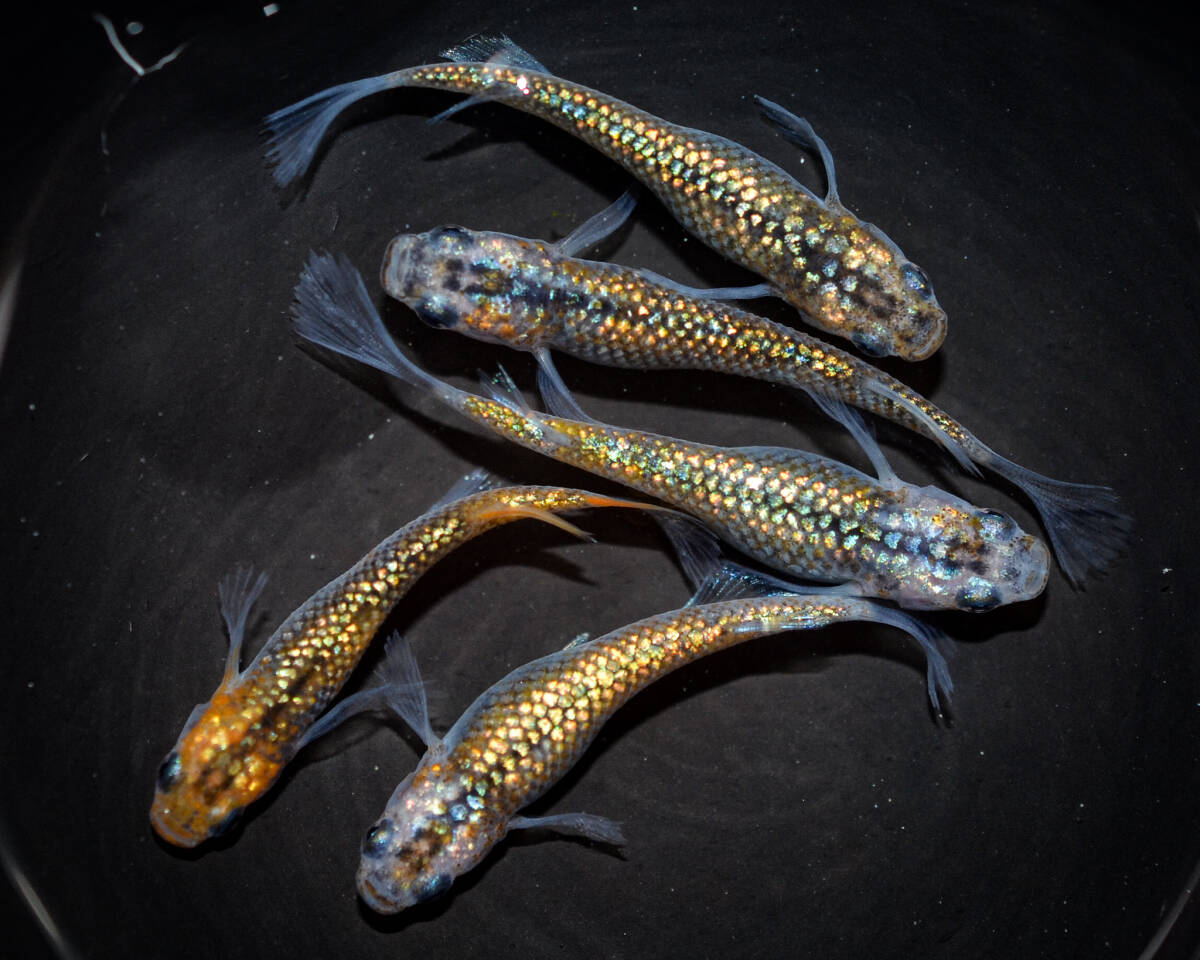 ユリシス 松井ヒレ長 若魚 2023年産まれ オス2 メス3 現物出品 ikahoff K-0416-35977-a(めだか)｜売買されたオークション情報、yahooの商品情報をアーカイブ公開 ...