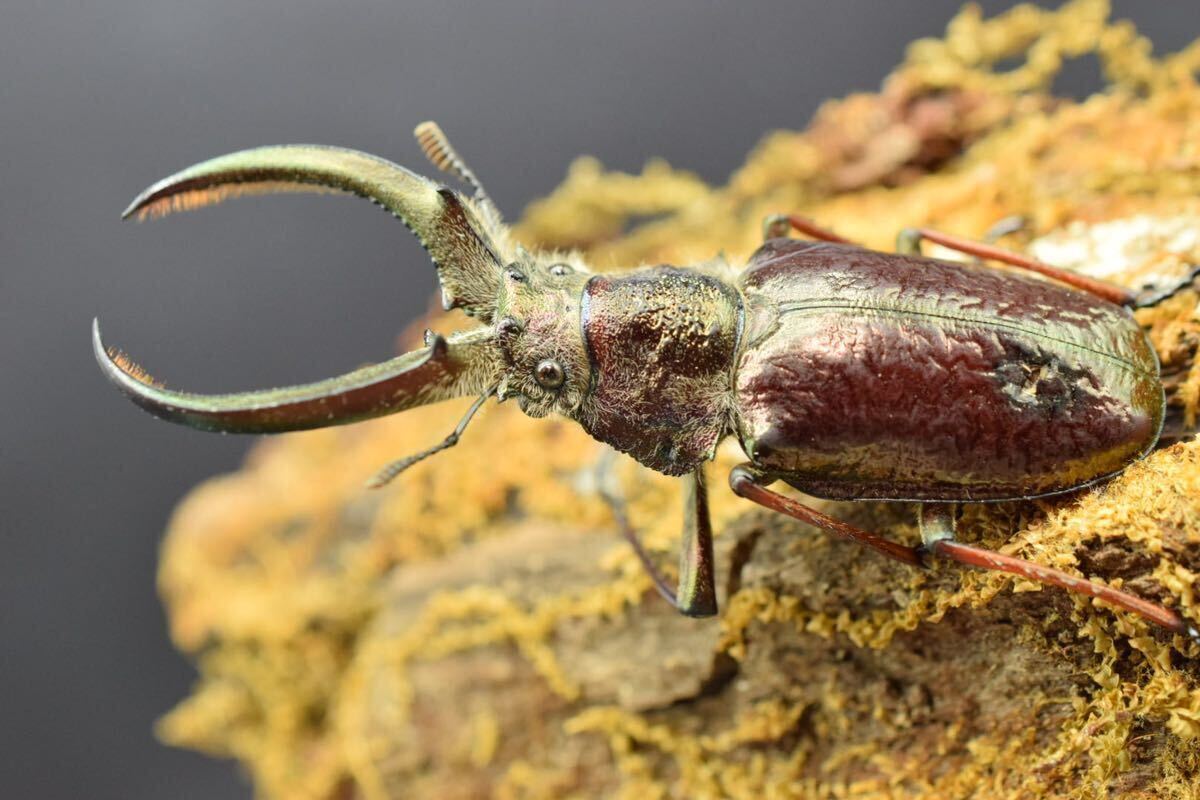 INSECT JAWS フェイスタメルシワバネクワガタ 初二齢4頭(外国産)｜売買されたオークション情報、yahooの商品情報をアーカイブ公開 - オークファン（aucfan.com）