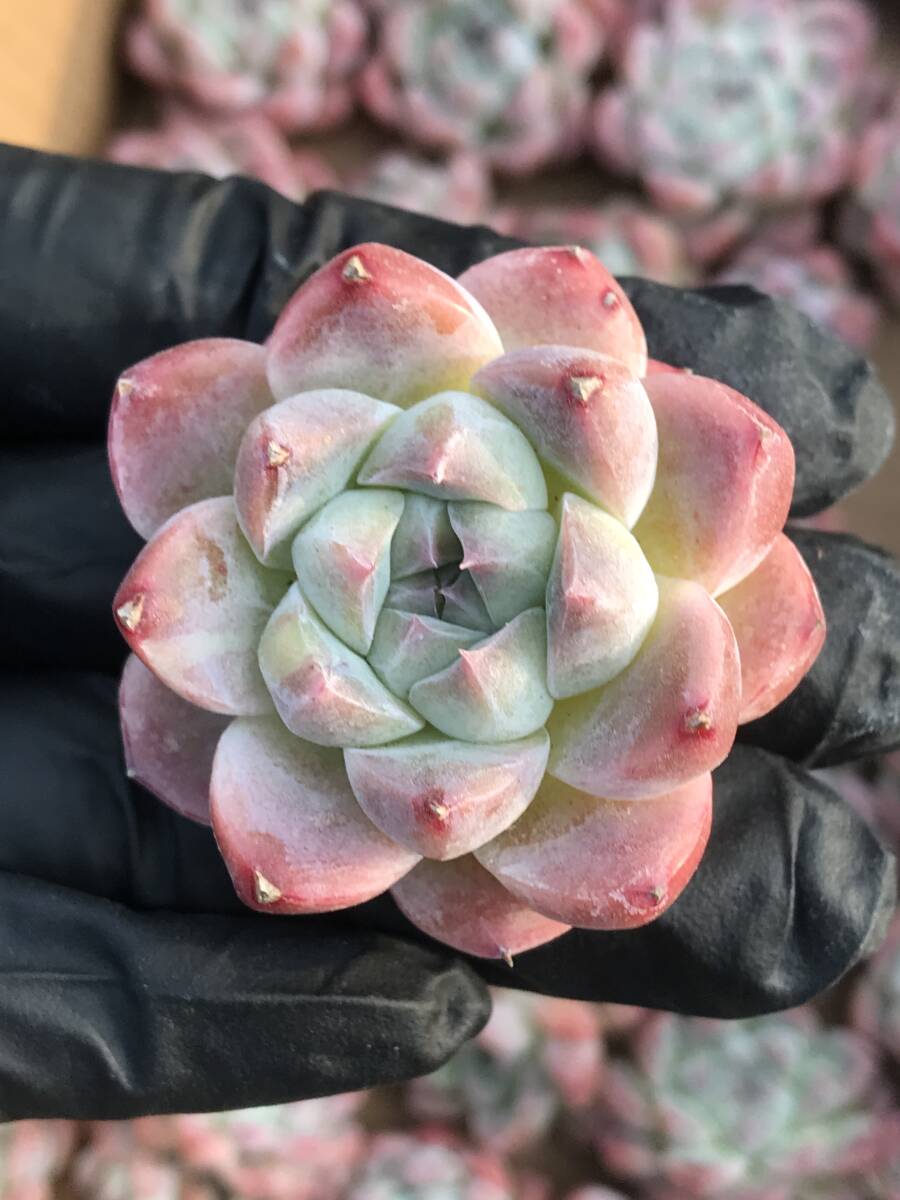 E433の値段と価格推移は？｜138件の売買データからE433の価値がわかる。販売や買取価格の参考にも。