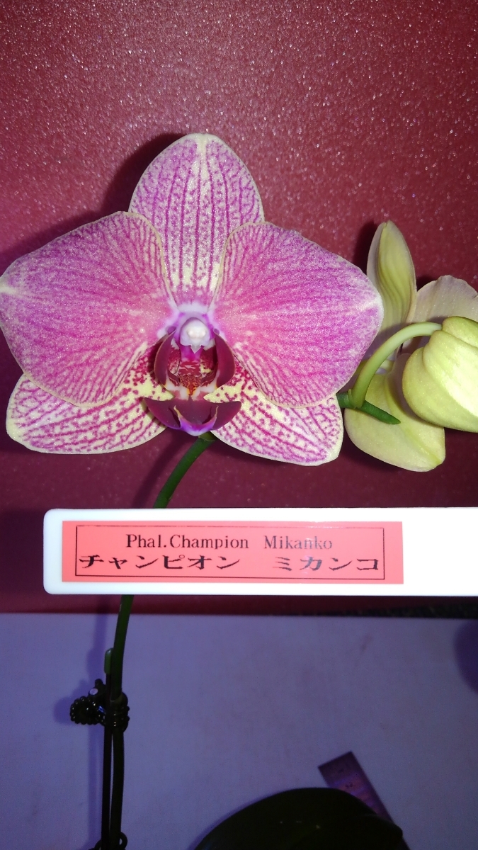 札幌洋蘭堂 開花し始めの株 Phal.Champion Mikanko 黄色地にピンクが乗る胡蝶蘭 花径7.5㎝の中輪咲き(ラン)｜売買された ...