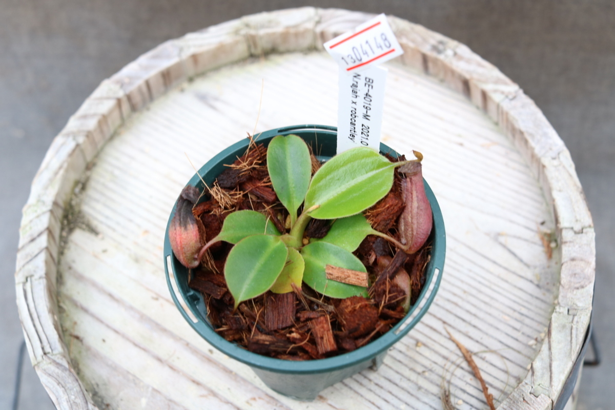 N.rajah x robcnatleyi BE-3019 3号 食虫植物 ネペンテス HIPS 13-04148(その他)｜売買されたオークション情報、yahooの商品情報をアーカイブ公開 ...