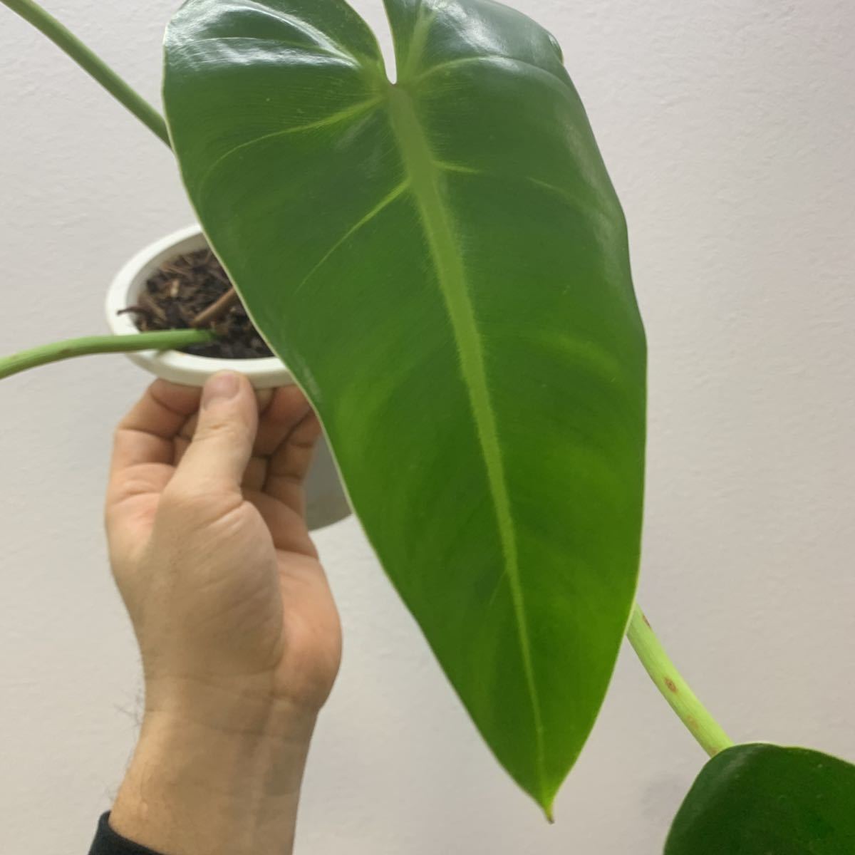 Pof philodendron inops フィロデンドロン イノプス(観葉植物)｜売買されたオークション情報、yahooの商品情報をアーカイブ公開 - オークファン（aucfan.com）