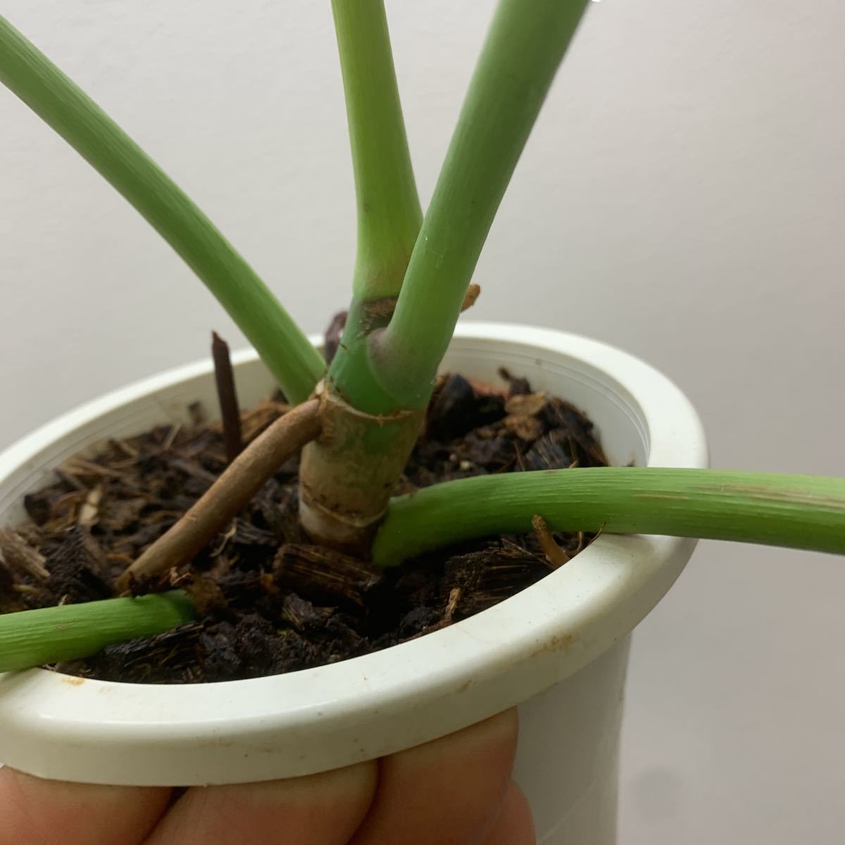Pof philodendron inops フィロデンドロン イノプス(観葉植物)｜売買されたオークション情報、yahooの商品情報をアーカイブ公開 - オークファン（aucfan.com）