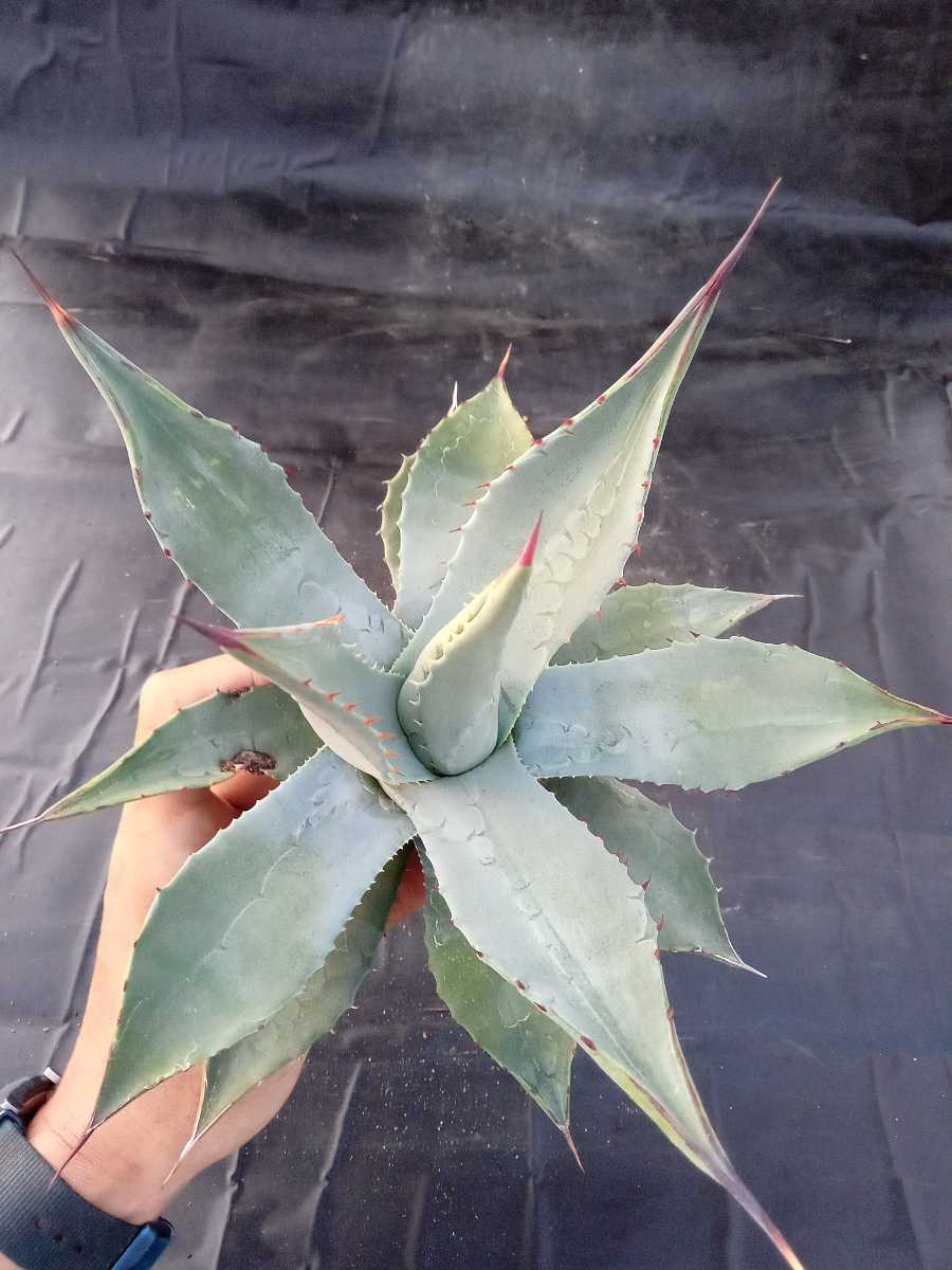 アガベ パリー コウエシー 実生/agave(アガベ)｜売買されたオークション情報、yahooの商品情報をアーカイブ公開 - オークファン（aucfan.com）