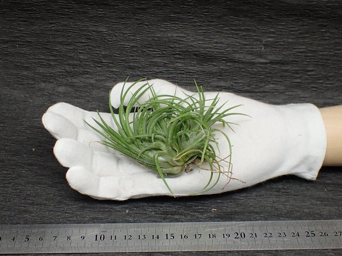 Tillandsia ionantha 'Grace' チランジア イオナンタ グレース エアプランツTI 第四種 税別1円(アナナス)｜売買 ...
