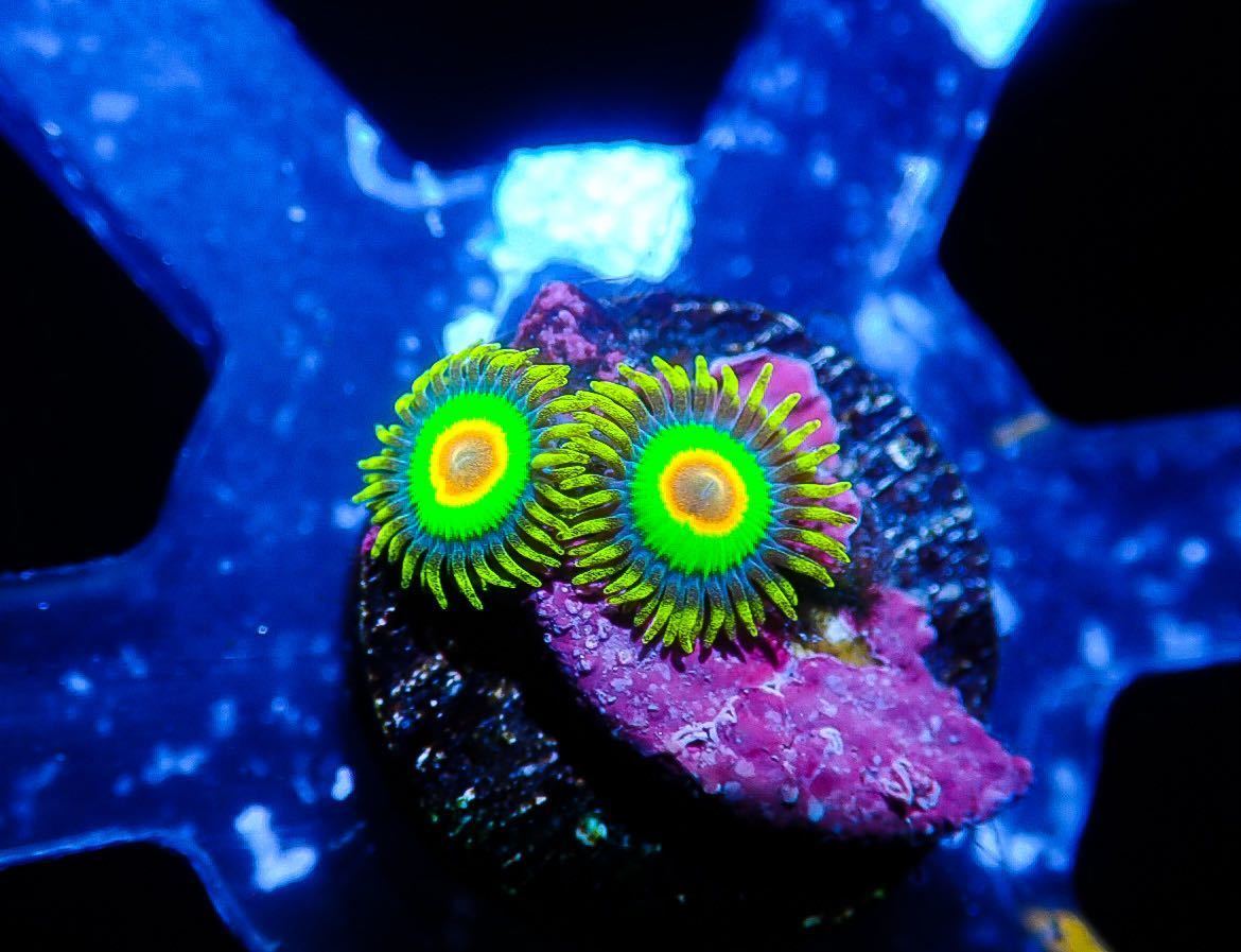 Care Frag USA 色揚げラスタ マメスナ 2ポリプ サンゴ LPS フラグ(海水魚)｜売買されたオークション情報、yahooの商品 ...