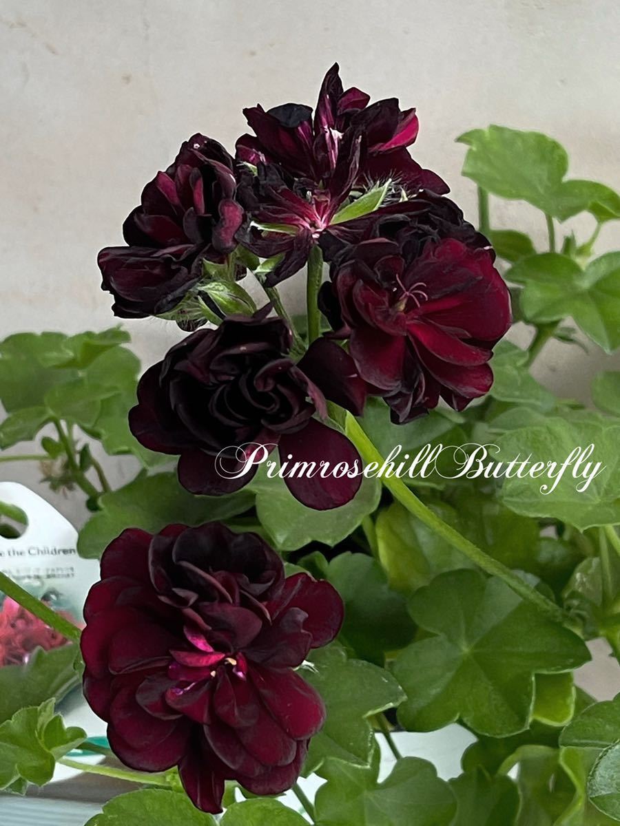 SPECIAL GERANIUM COLLECTION TOMMY 黒紅 八重咲き アイビー ゼラニウム PELARGONIUM(その他 ...